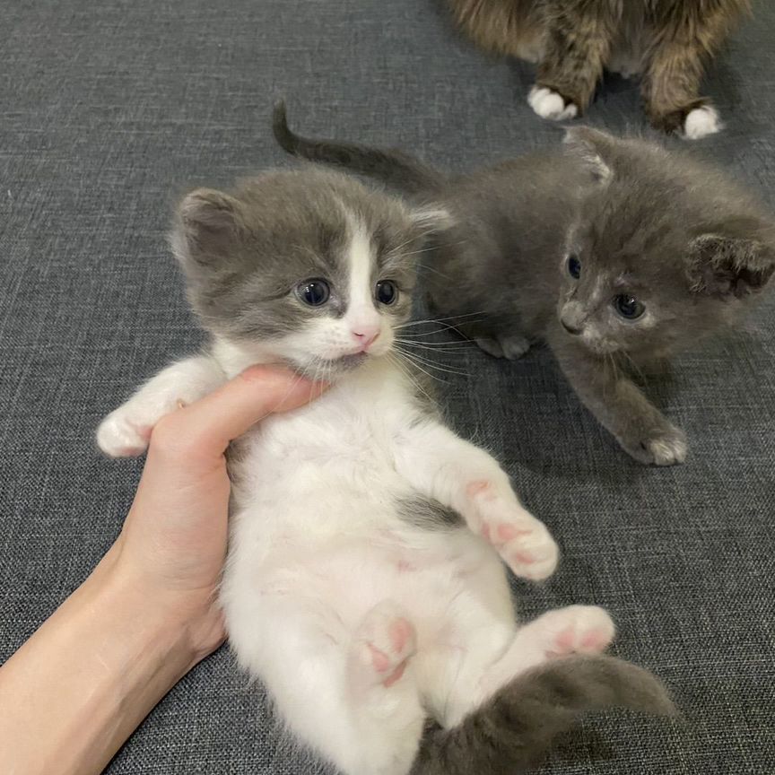 Котята в добрые руки бесплатно