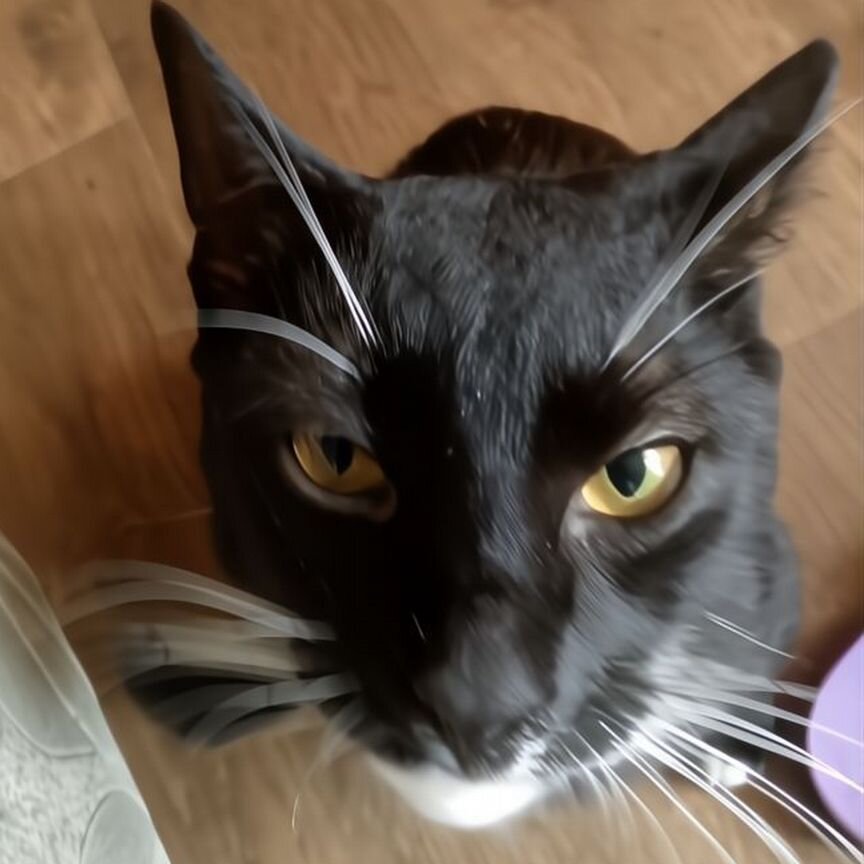 Взрослый кот в добрые руки