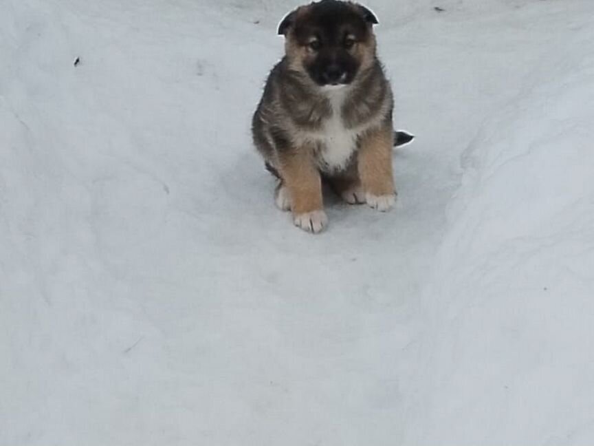 Щенки бесплатно