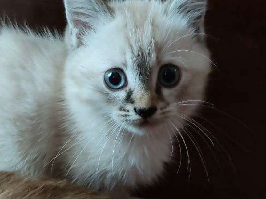 Сиамская кошка бесплатно