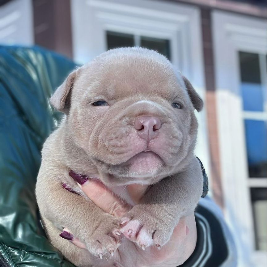 Американский булли микро