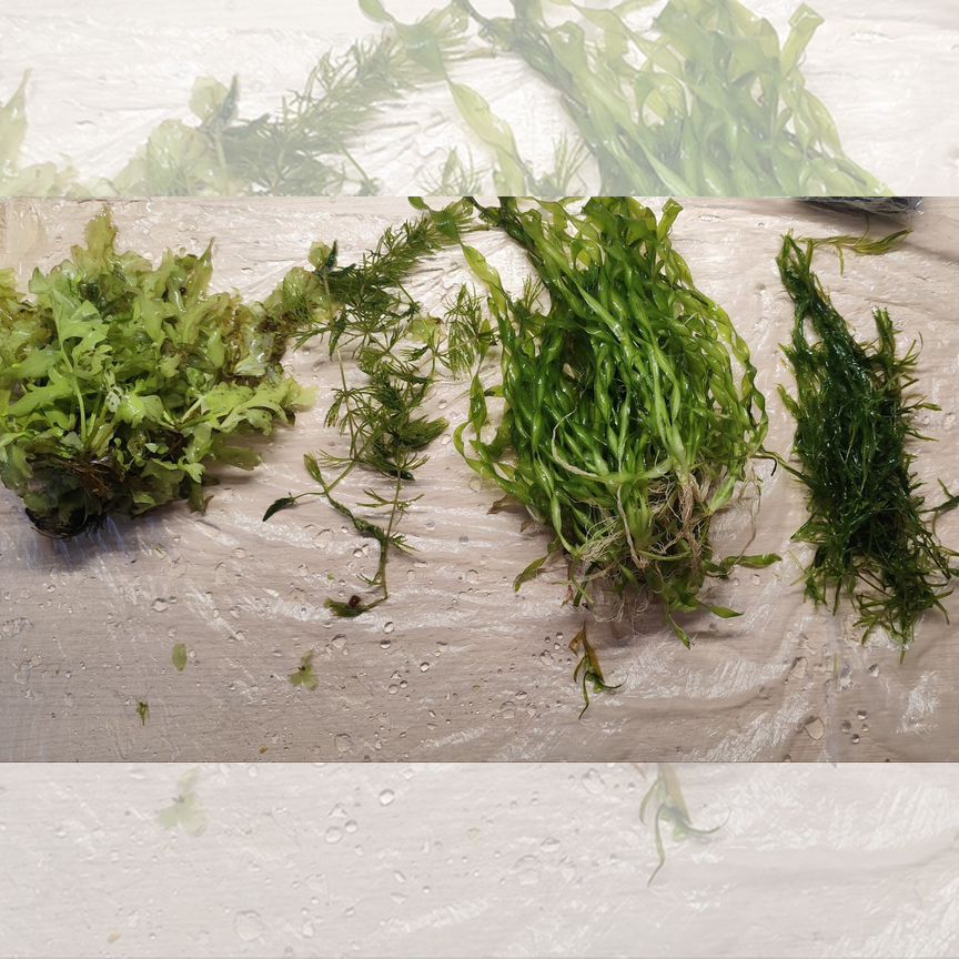 Аквариумные растения