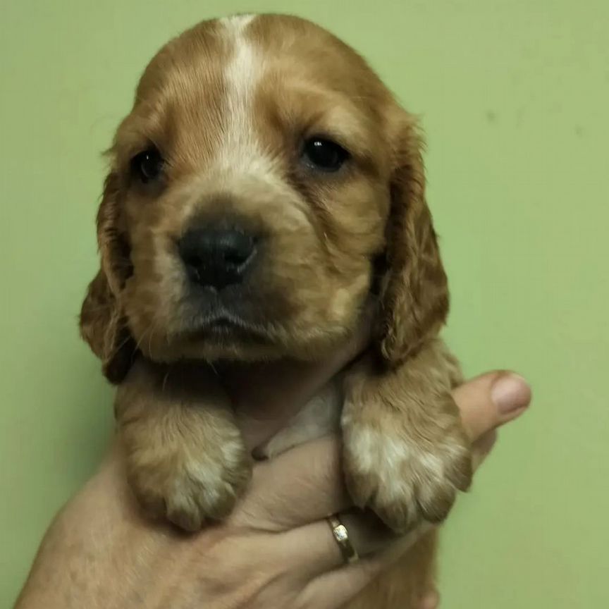 Английский кокер-спаниель, щенок