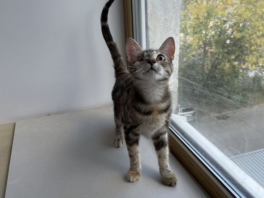 Особенный котенок одноглазый бесплатно