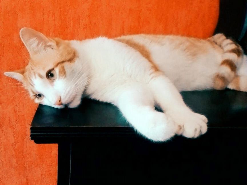 Котик белорыжий