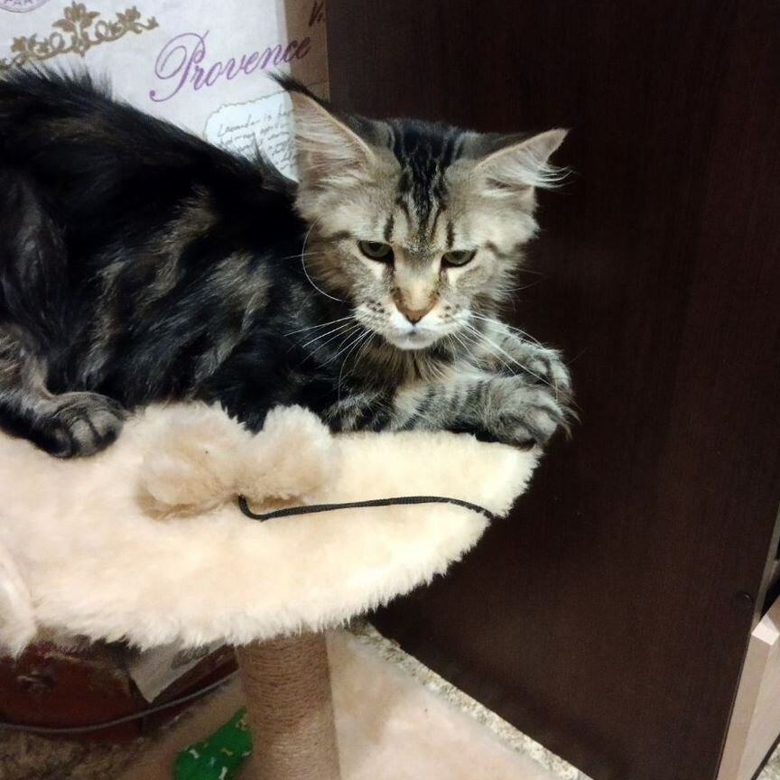 Мейн-кун котёнок