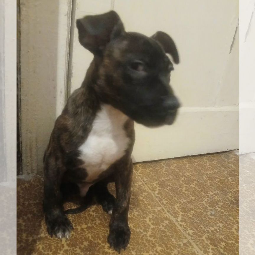 Американский стаффордширский терьер, щенок