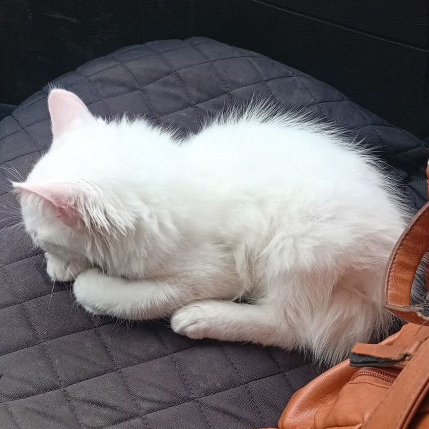 Котёнок от частного владельца