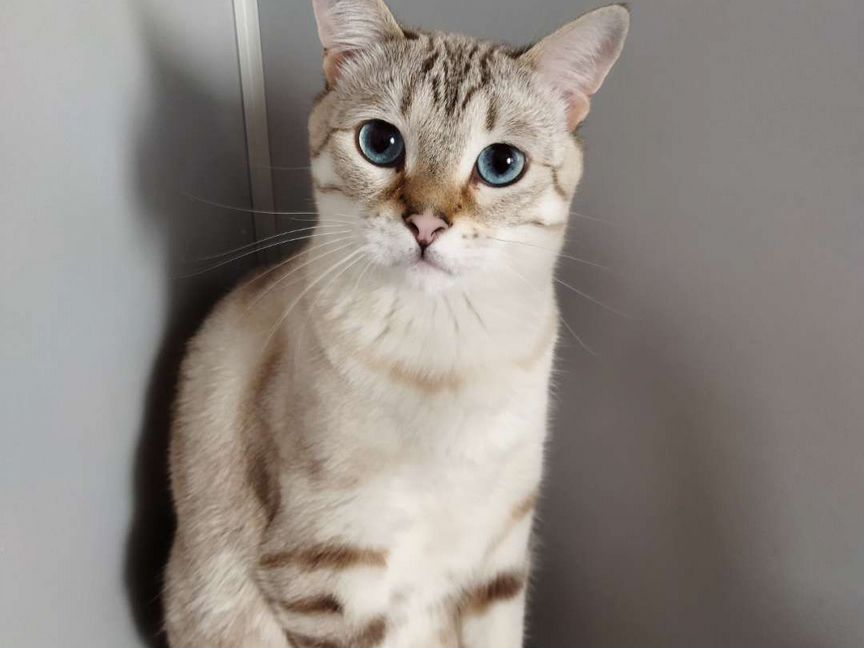 Кот