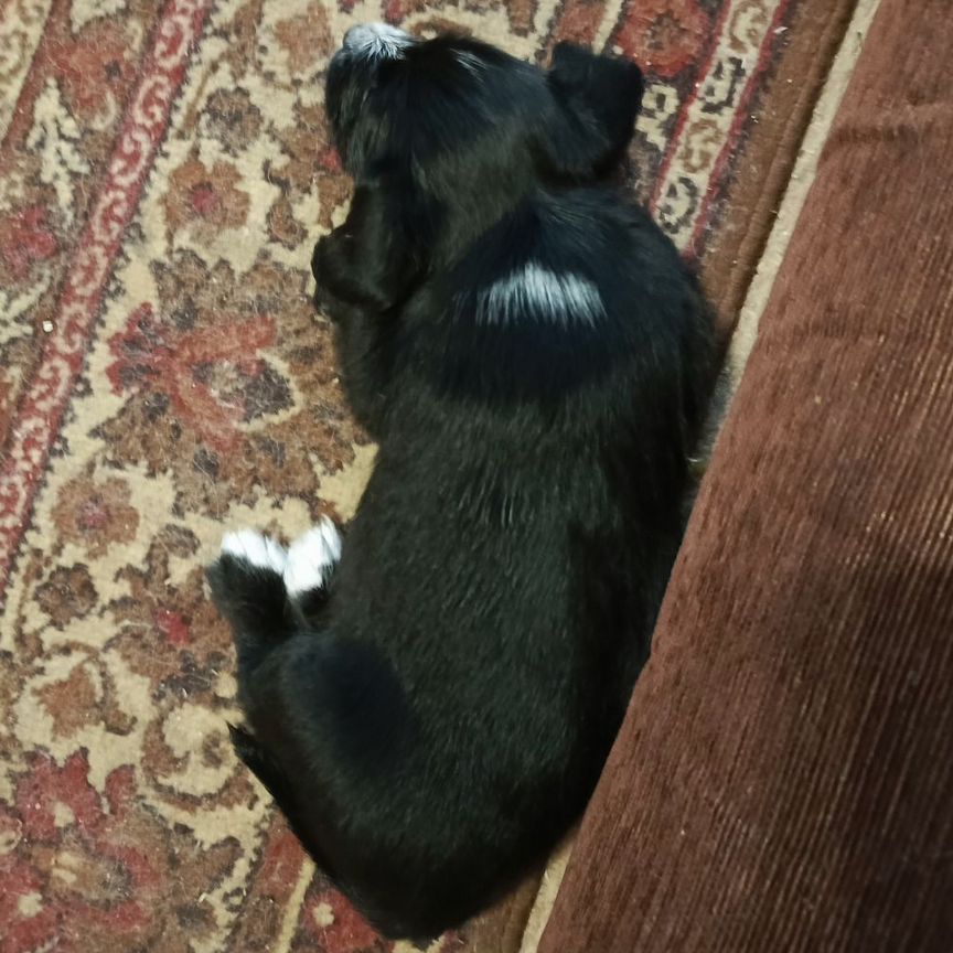 Собака маленькая порода