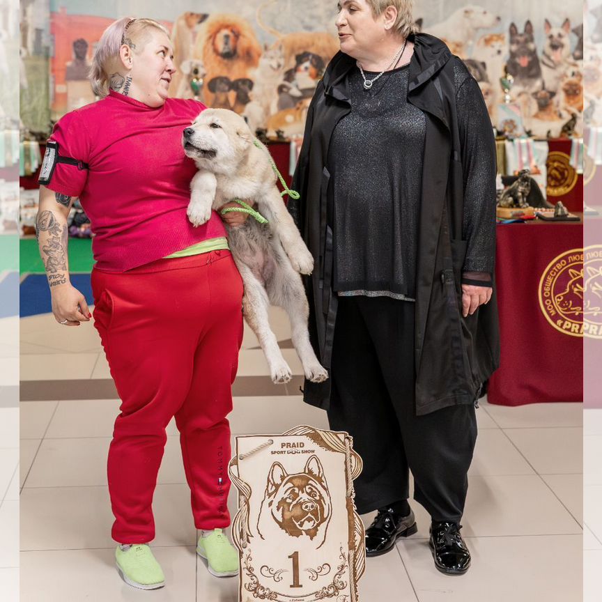 Среднеазиатская овчарка, щенок