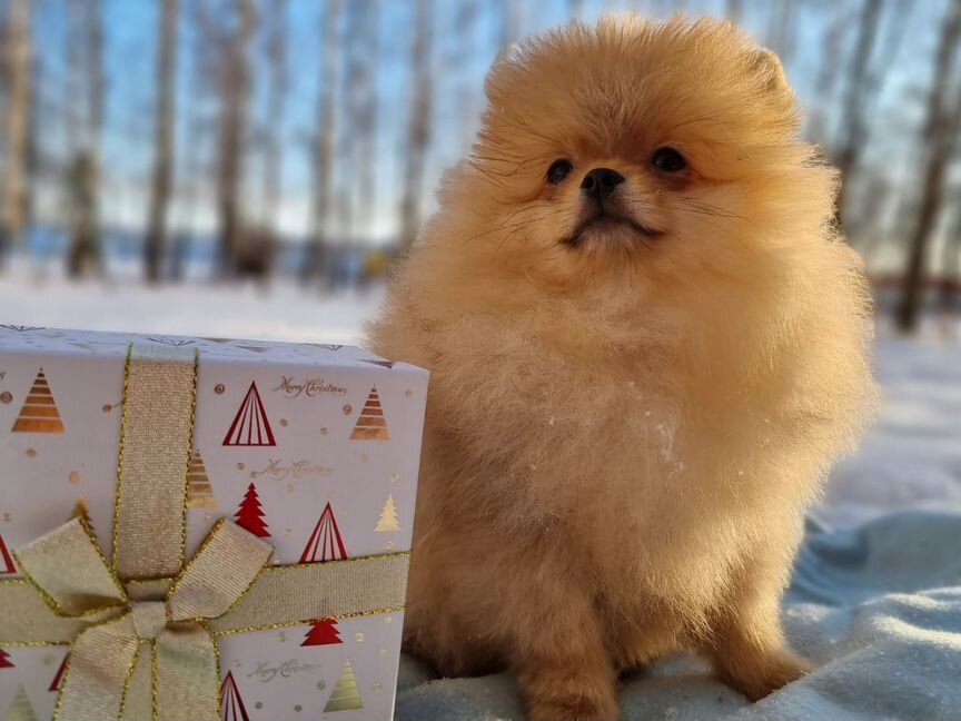 Померанский шпиц