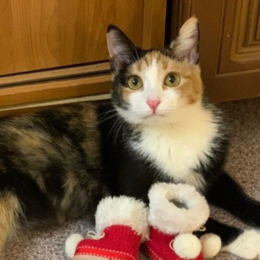 Ласковая и игривая кошечка, 10 месяцев