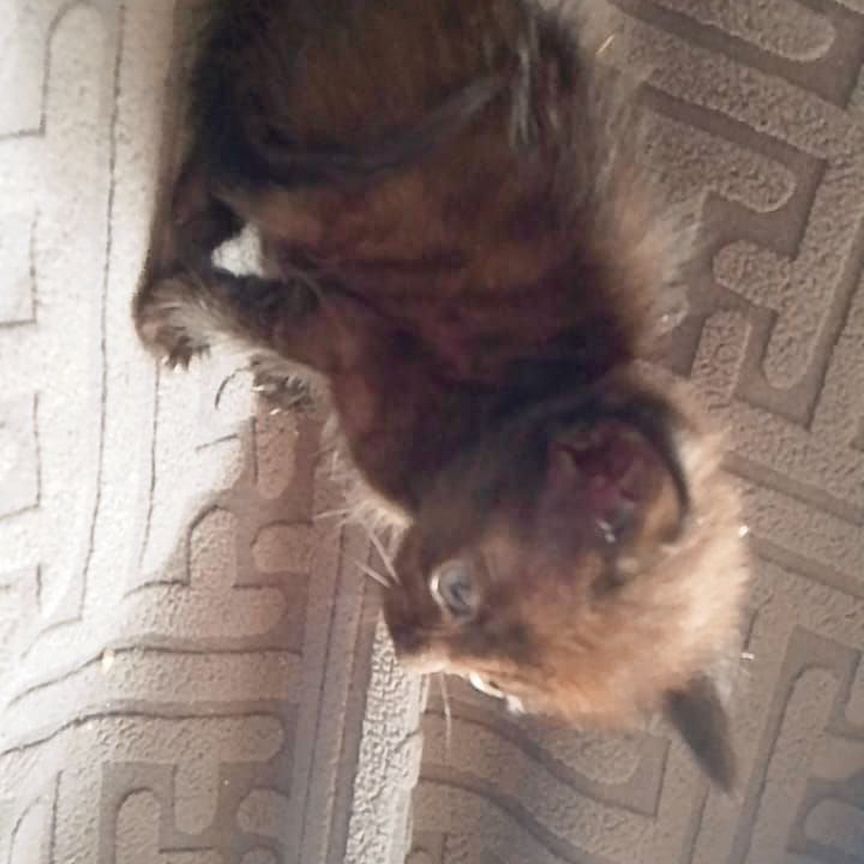 Котята отдам в добрые руки бесплатно
