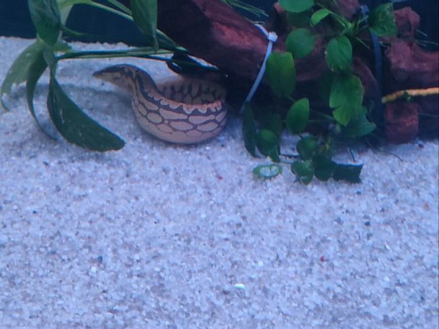 Мастацембел и полиптерус