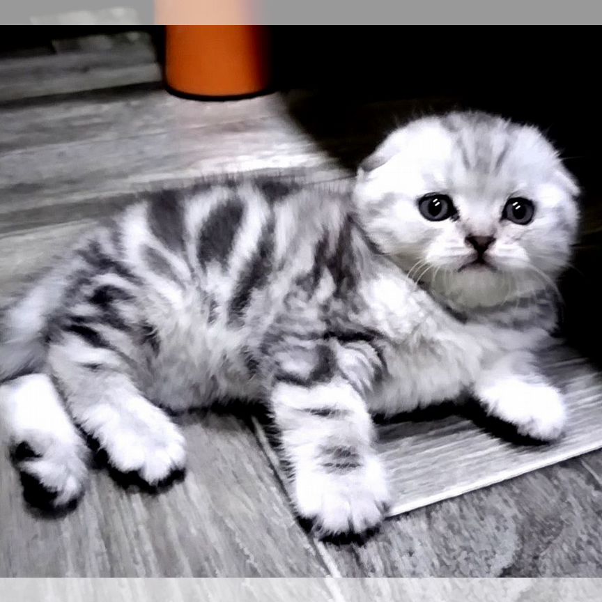 Шотландская вислоухая принцесса