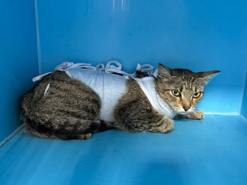 Она жива,но дальше ей идти некуда.Снова улица