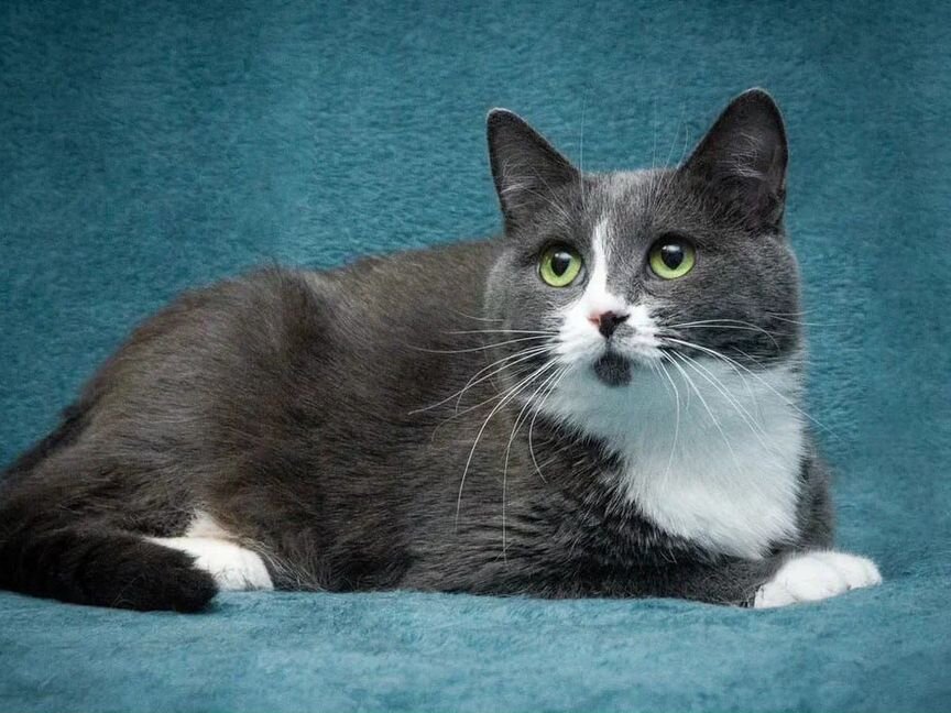 Кошечка Мышка - красавица