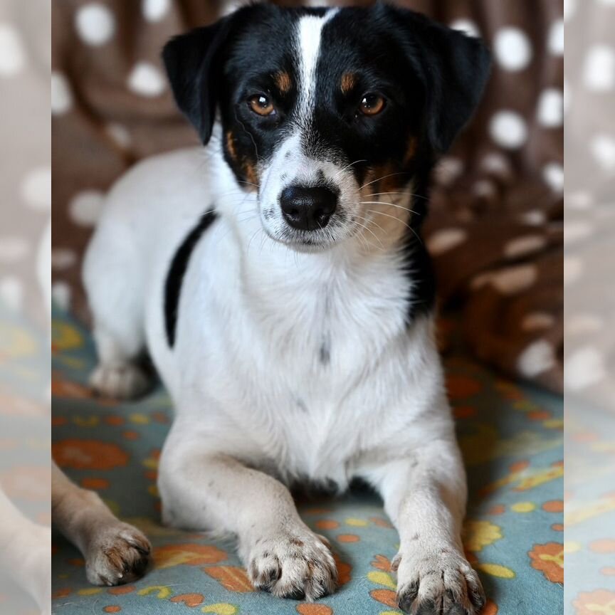 Джек рассел терьер