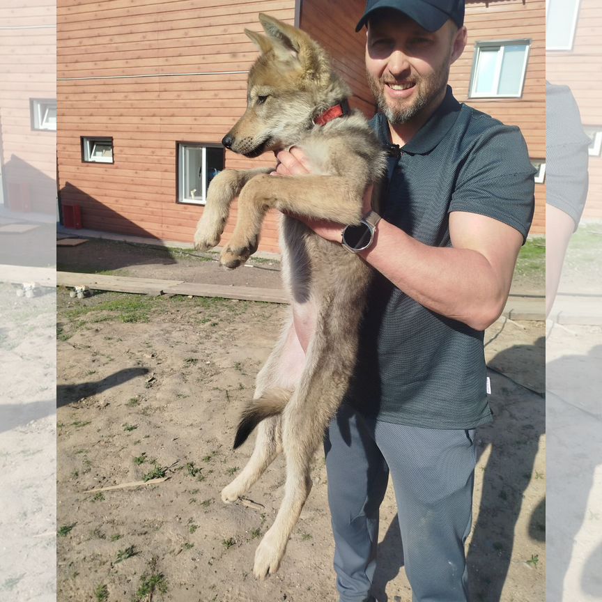 Волкособ, щенок