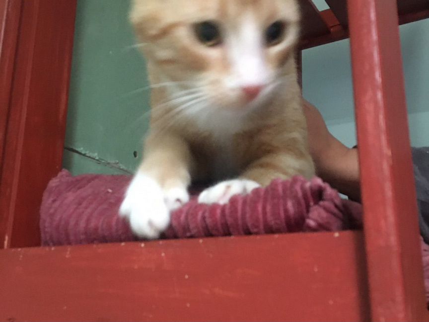 Котята