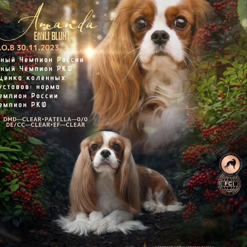 Кавалер кинг-чарльз-спаниель, щенок