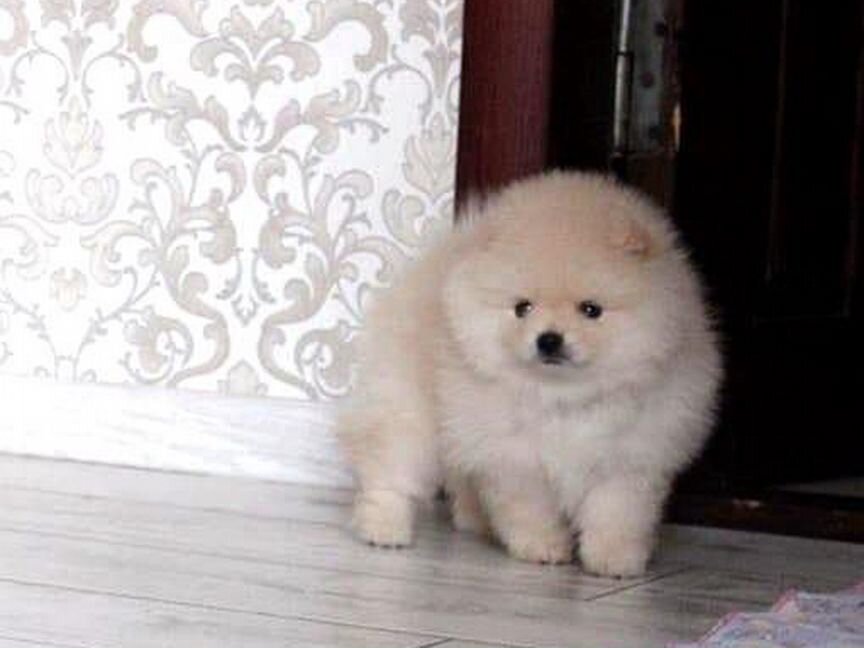 Померанский шпиц мини