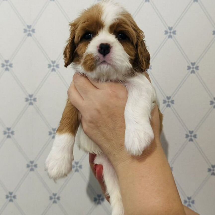 Кавалер кинг-чарльз-спаниель, щенок