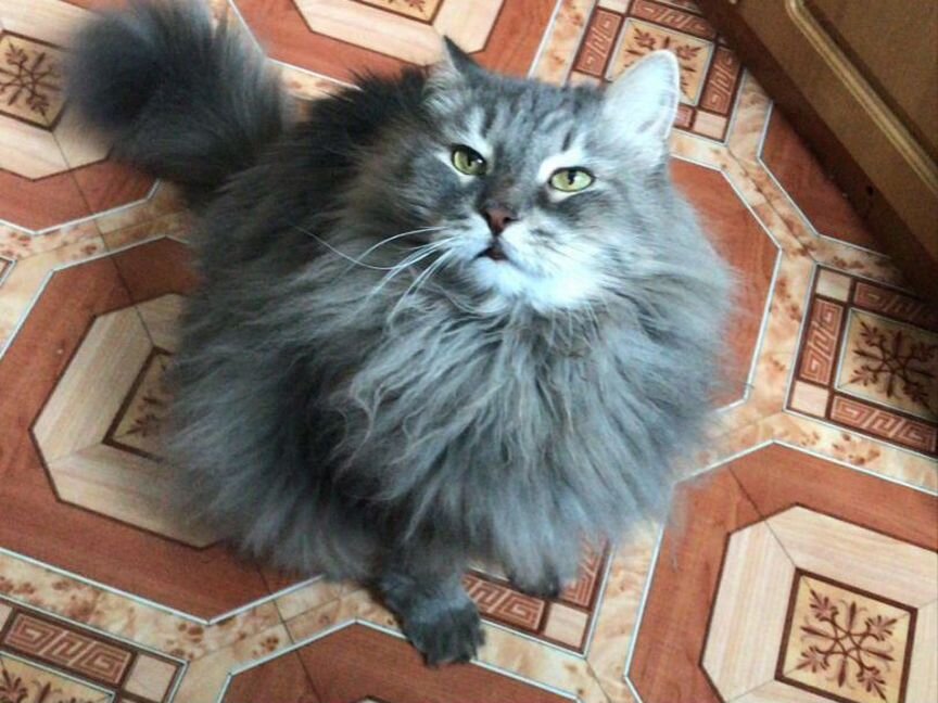 Отдам кота в добрые руки