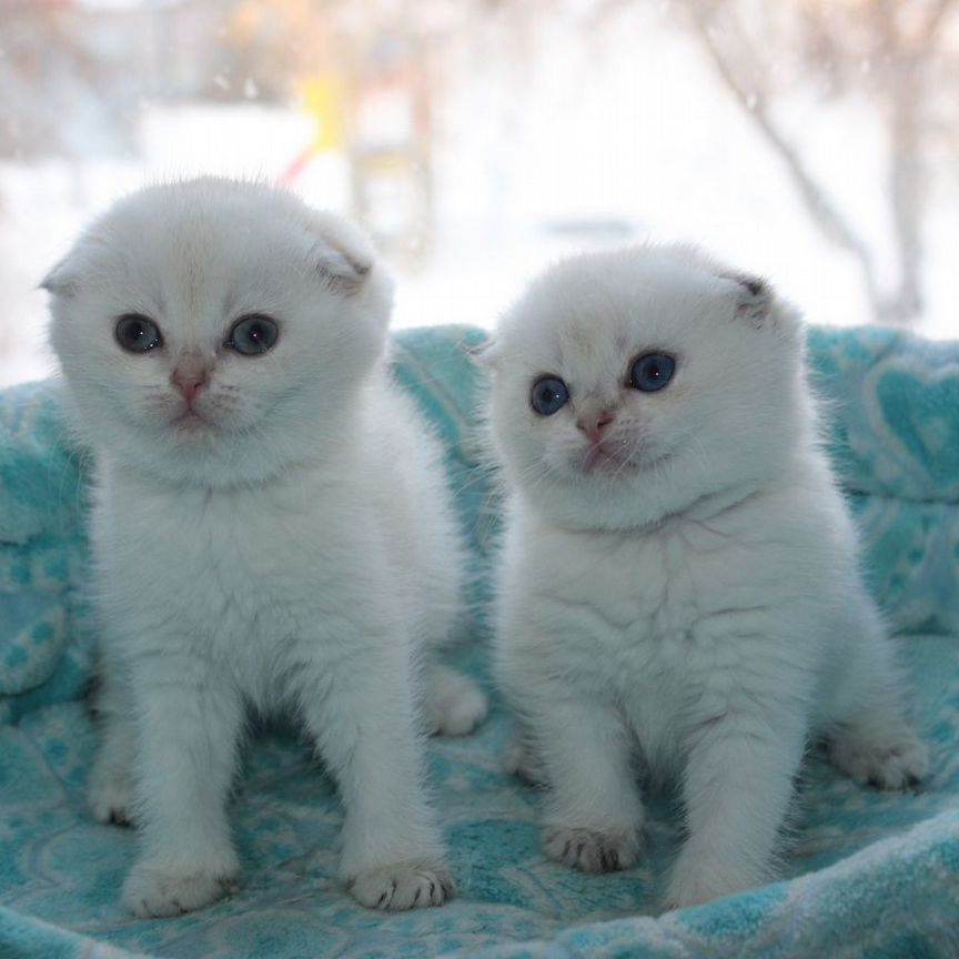 Шотландские котята
