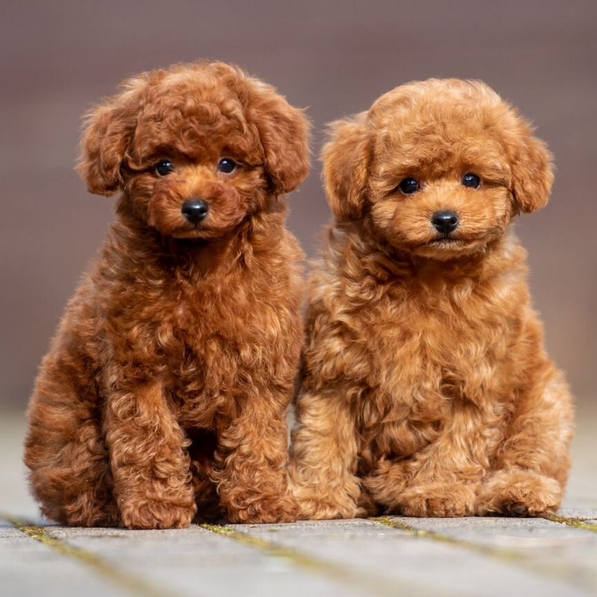 Той-пудель, щенок