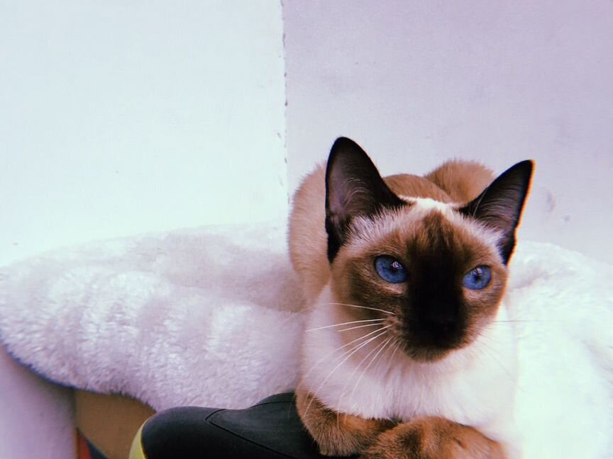 Вязка тайская (сиамская) кошка