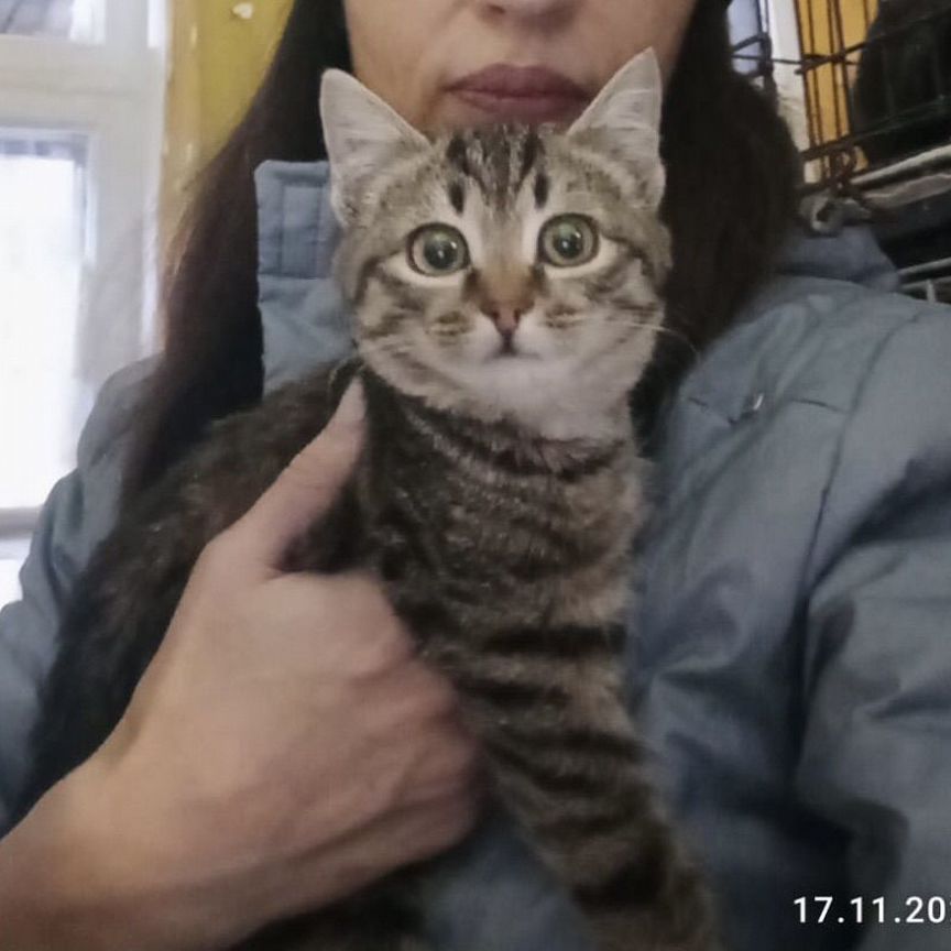 Возьмите котенка из приюта