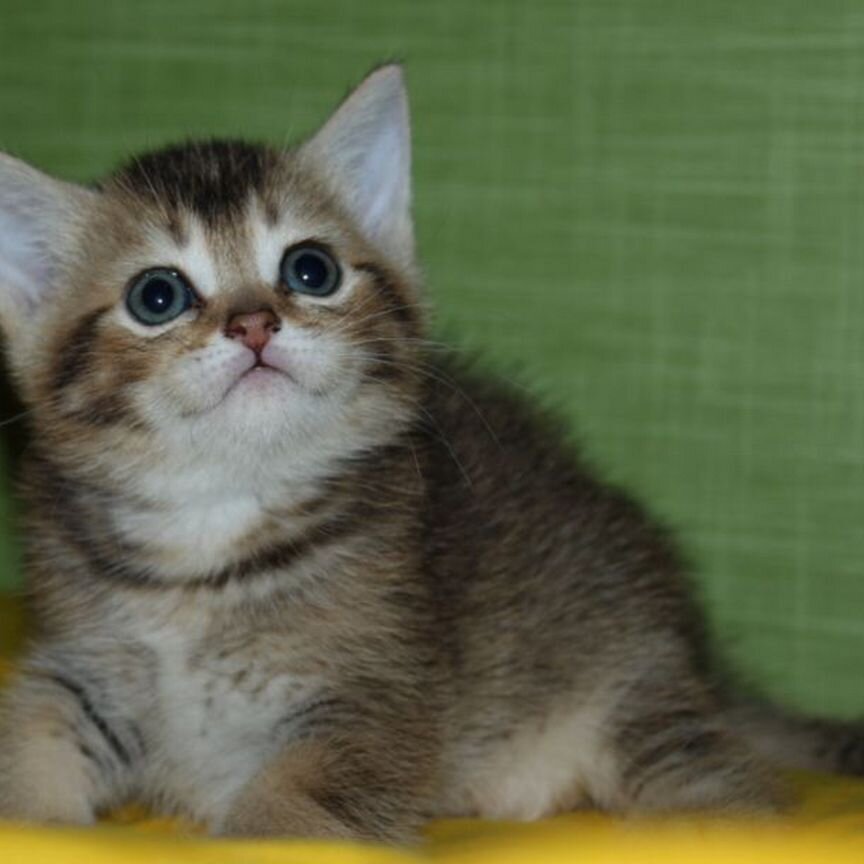 Золотой британец