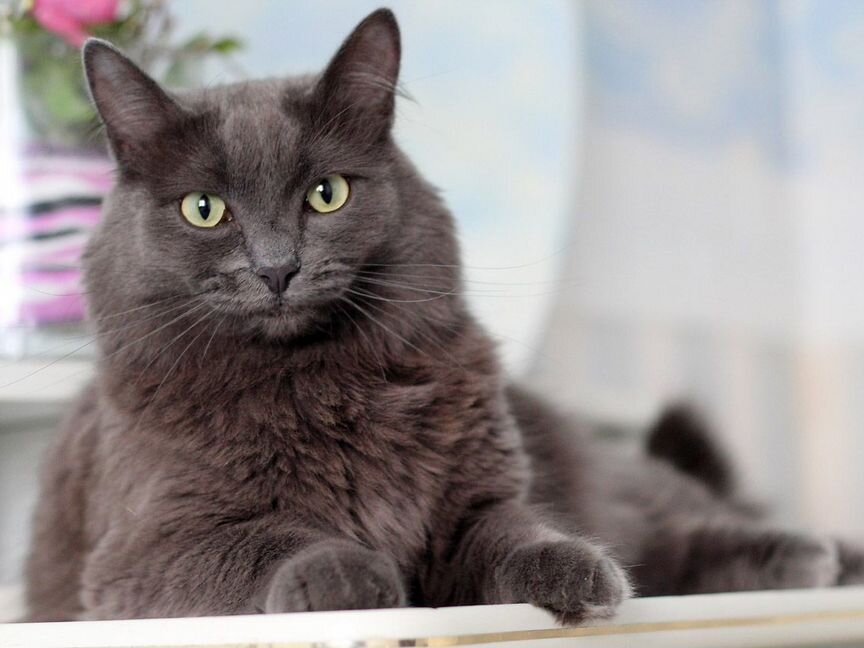 Кот Блюз, 1-1,5г. Юный искатель приключений