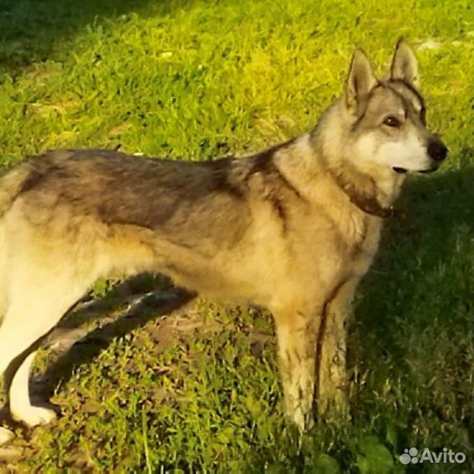 Потерялась собака. Нашлась собака