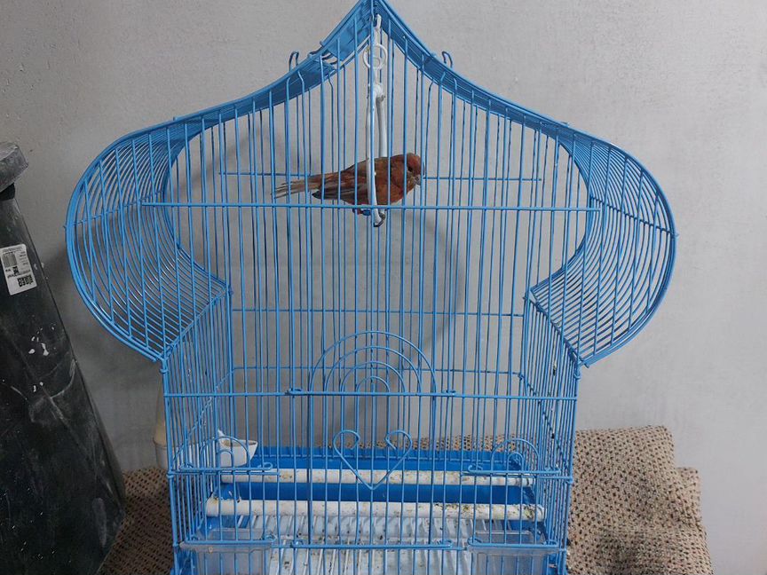 Канарейка