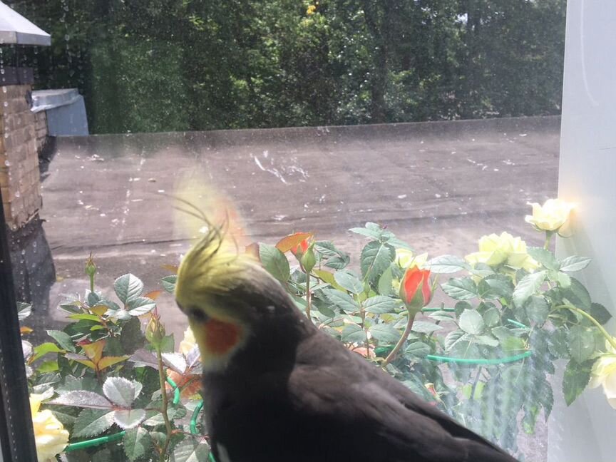 Попугай корелла бесплатно