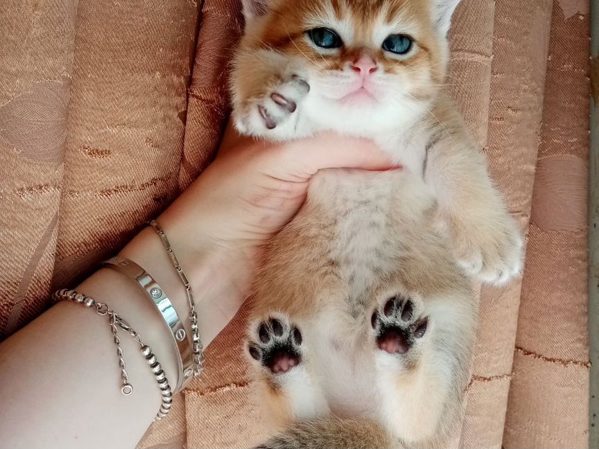 Шотландские золотые мимишки