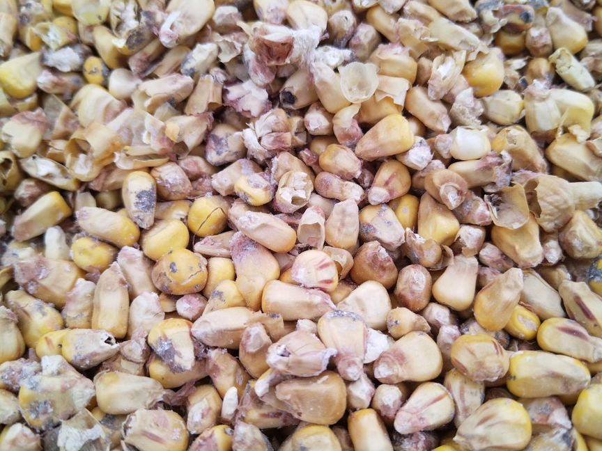 Кукуруза кормовая