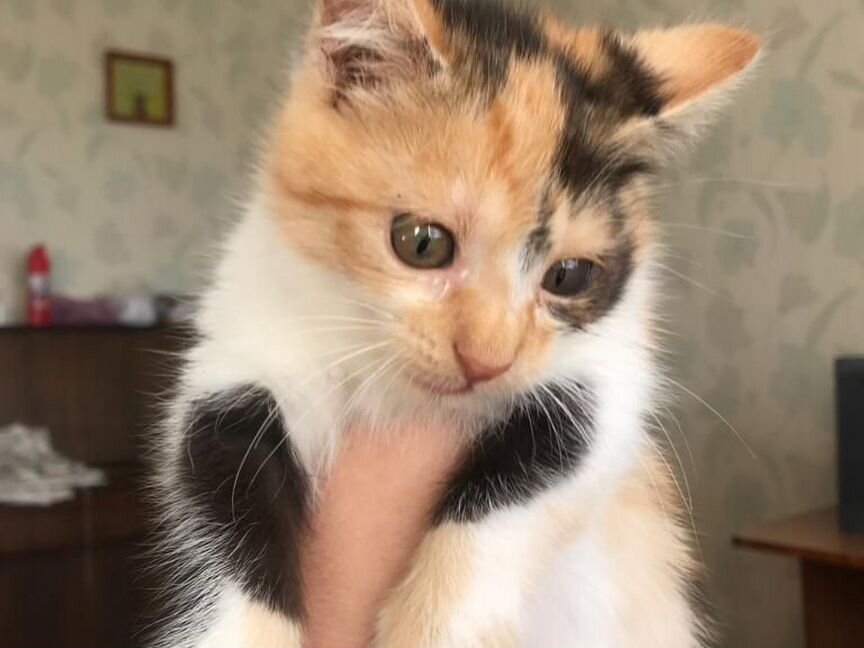 Кошка 3 месяца обыкновенная