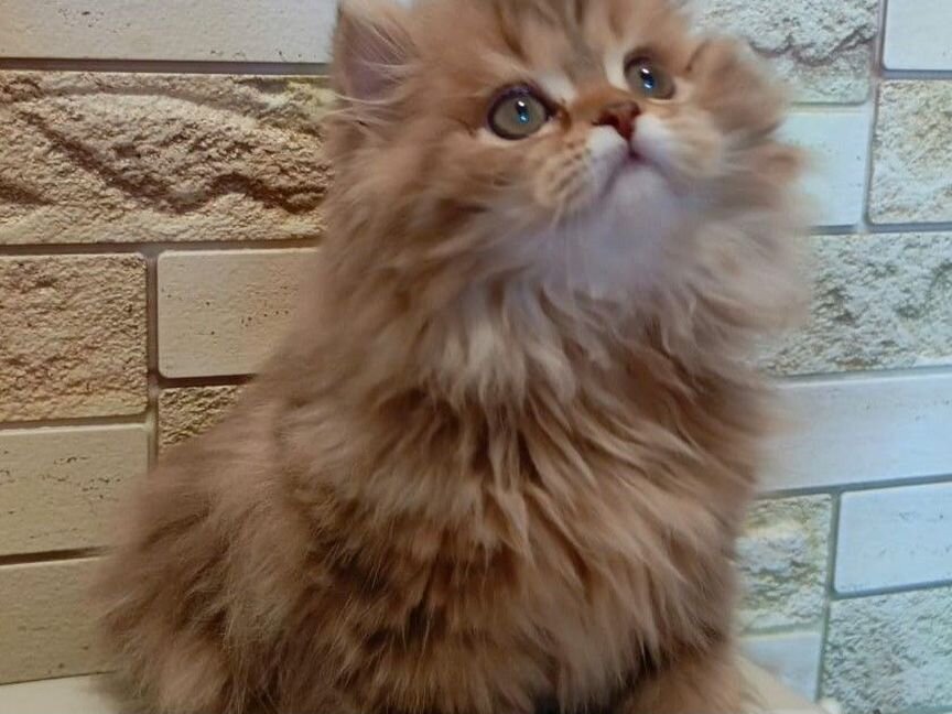 Шотландский котик