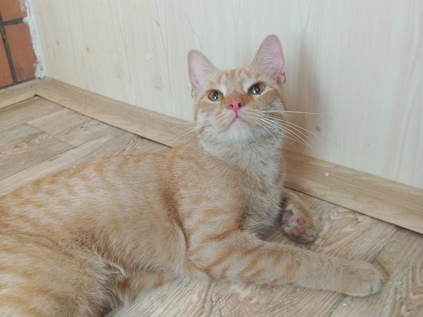 Кошка в дар бесплатно
