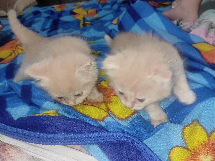 Котята отдам бесплатно