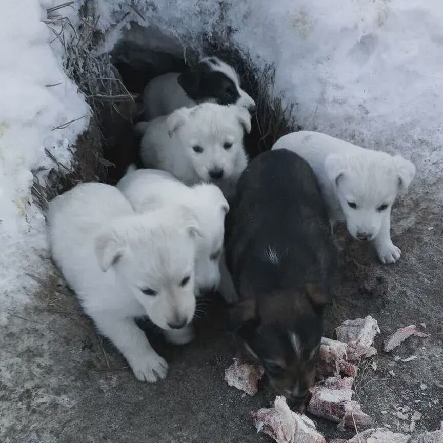 Щенок в добрые руки