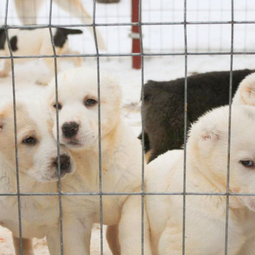 Щенки сао алабай