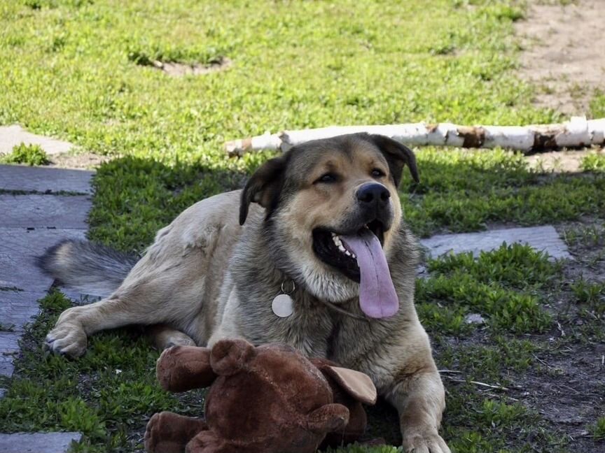 Красивый крупный пес ищет дом и хозяев