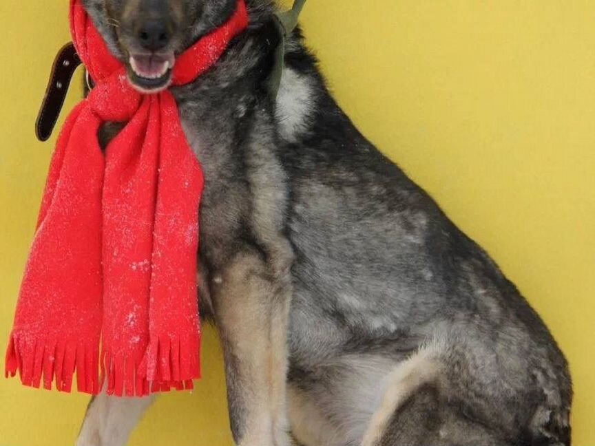 Волчак в поисках дома