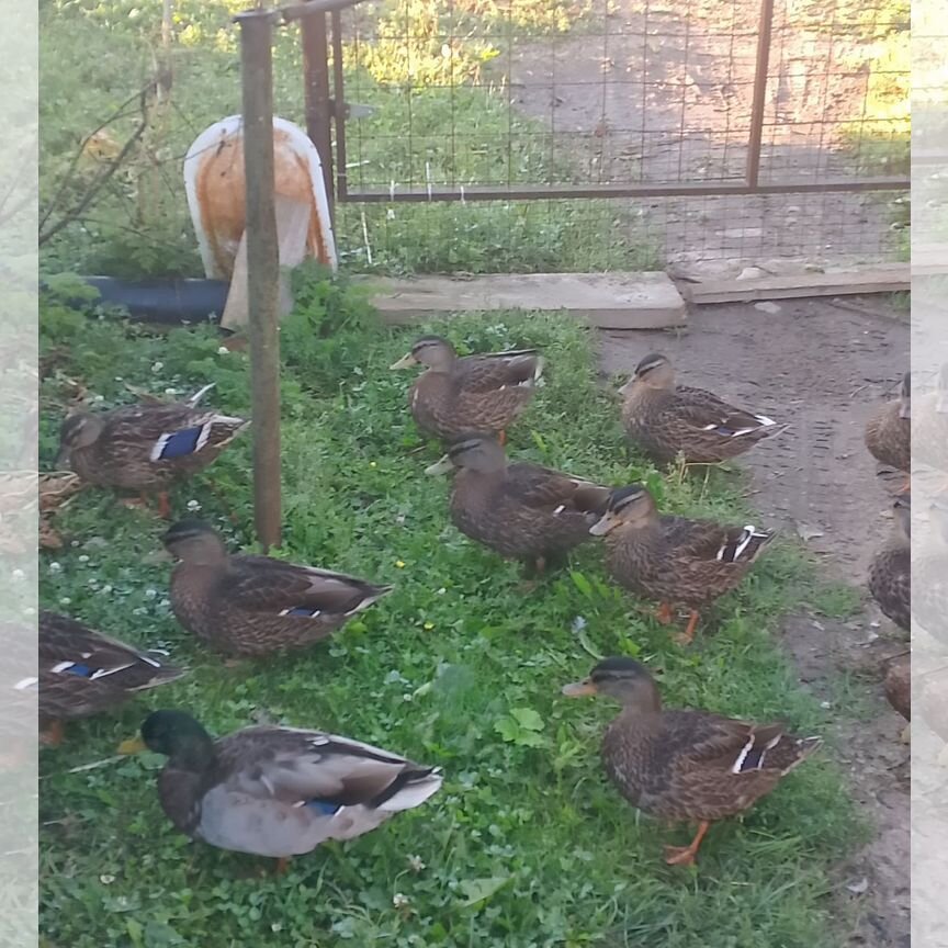 Подсадные утки