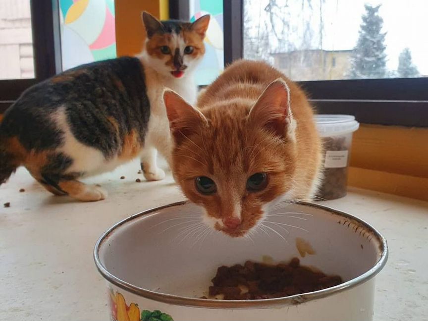 Котята мерзнут без теплого домика